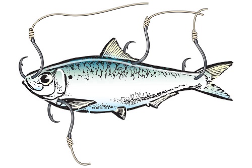 ICREFA | Rigging Live Bait Correctly