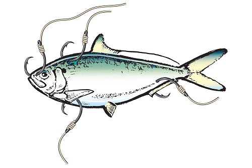 ICREFA | Rigging Live Bait Correctly