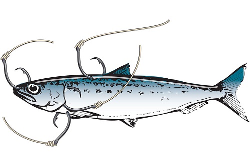 ICREFA | Rigging Live Bait Correctly