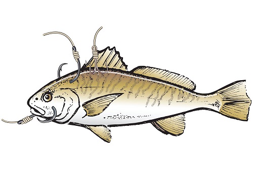 ICREFA | Rigging Live Bait Correctly